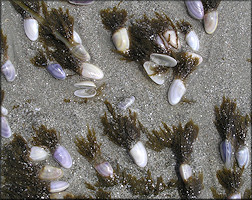 Donax variabilis Say, 1822 Variable Coquina